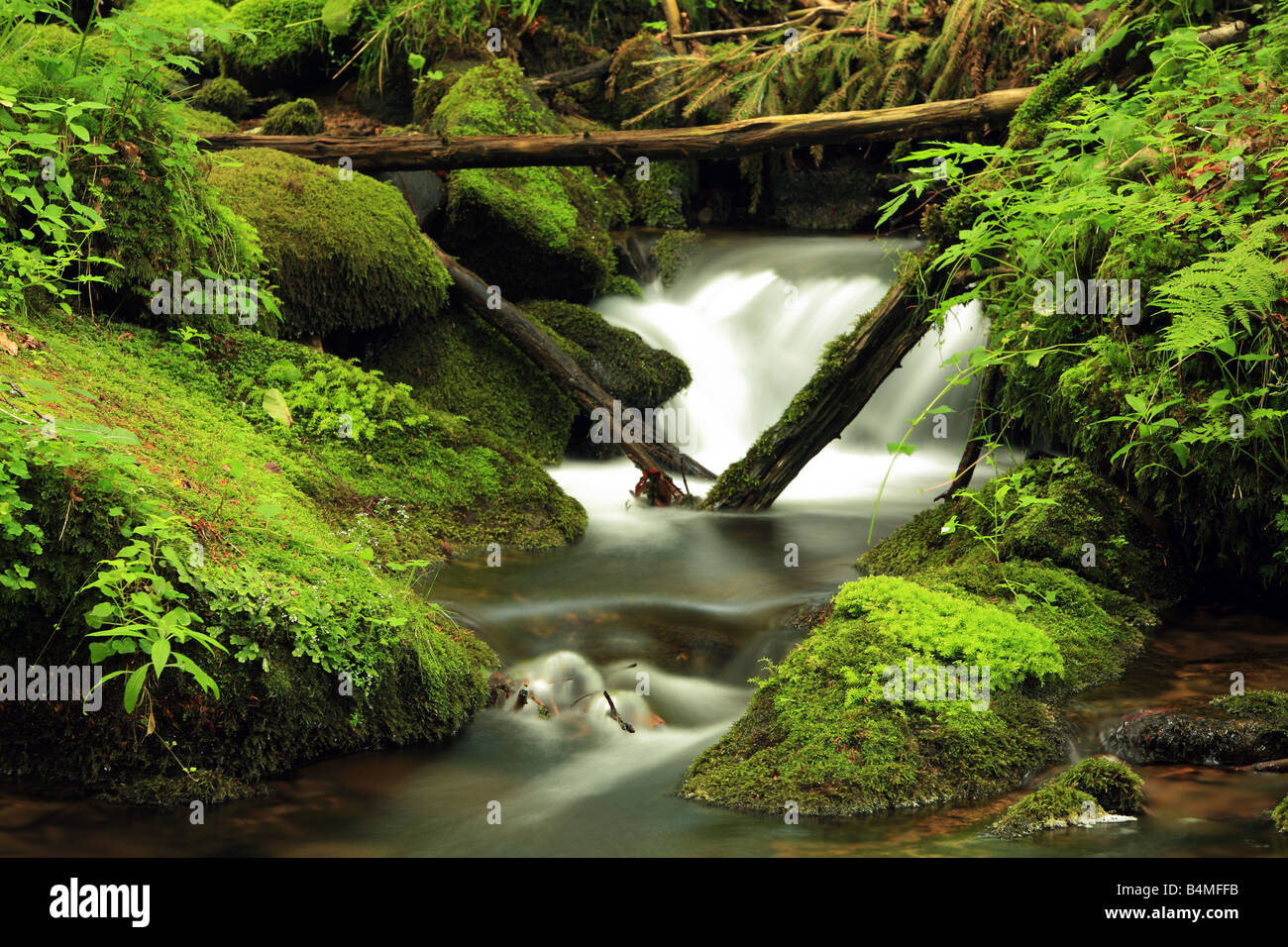 Forest brook hi-res stock photography and images - Alamy