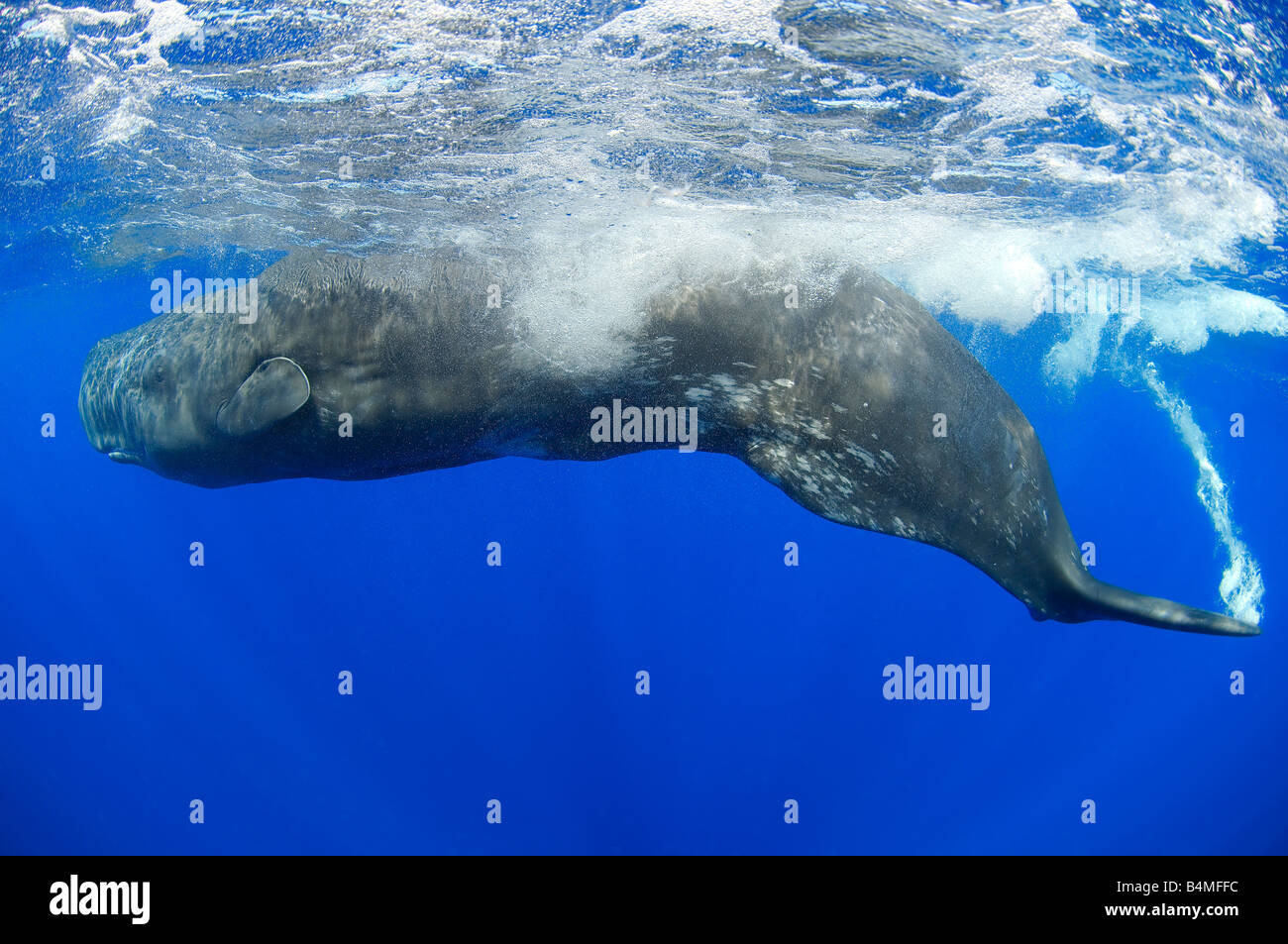 baby sperm whale calf underwater, sperm whale underwater, Physeter catodon, Physeter ...