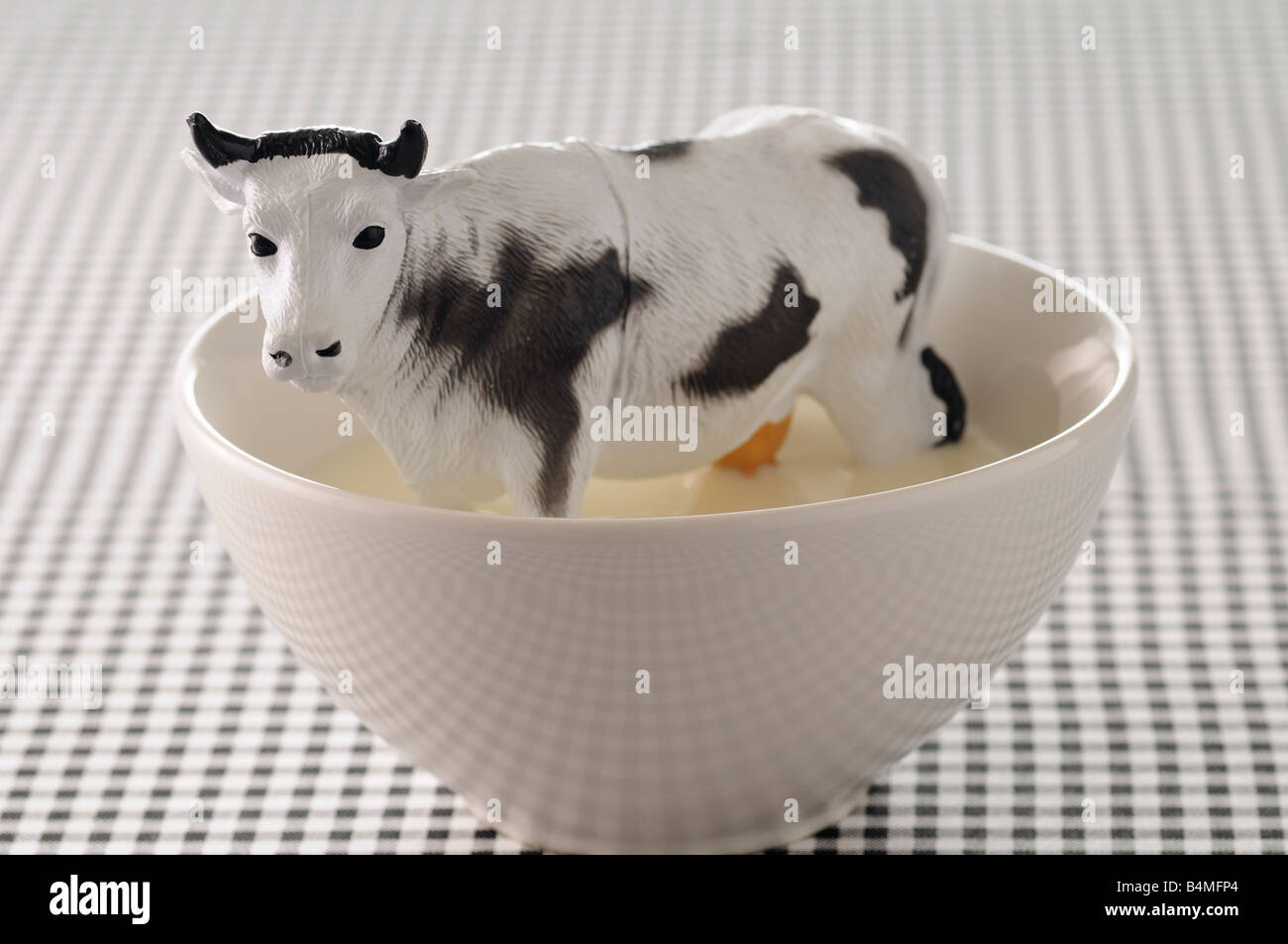 cow in a bowl of milk Stock Photo - Alamy