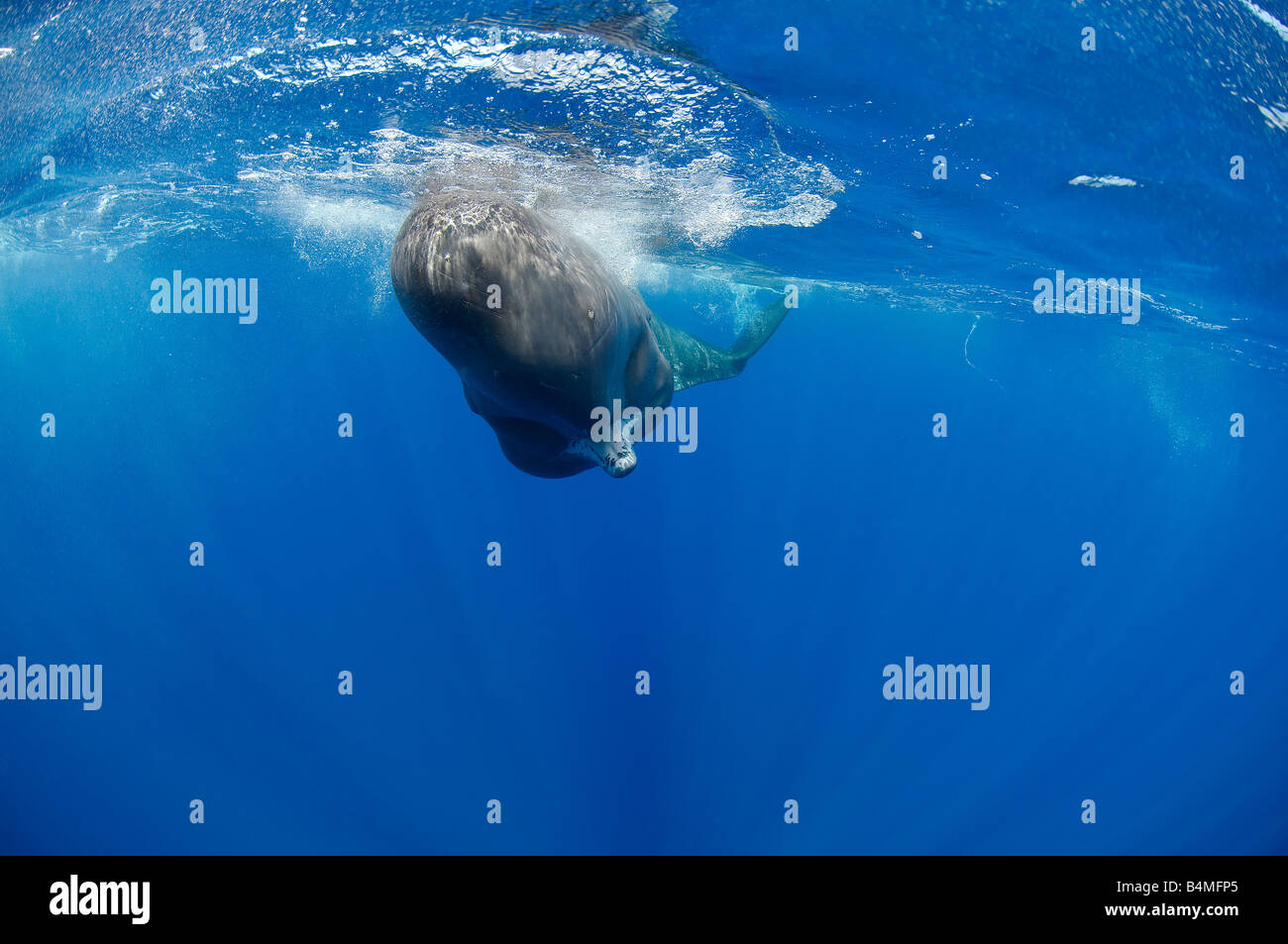 baby sperm whale calf underwater, sperm whale underwater, Physeter catodon, Physeter ...