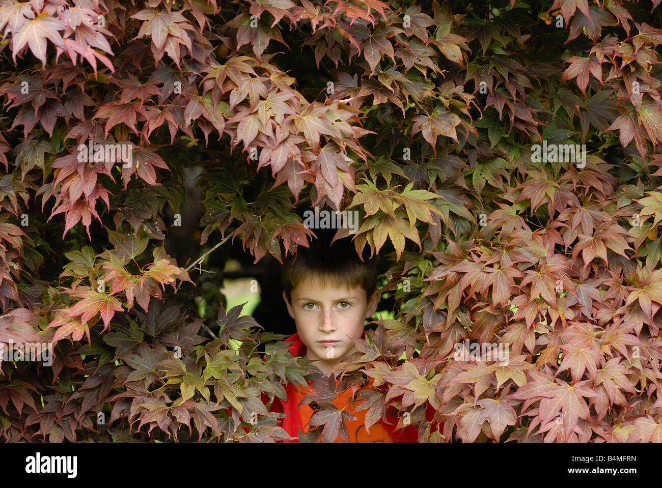 Hidden in the bush hi-res stock photography and images - Alamy