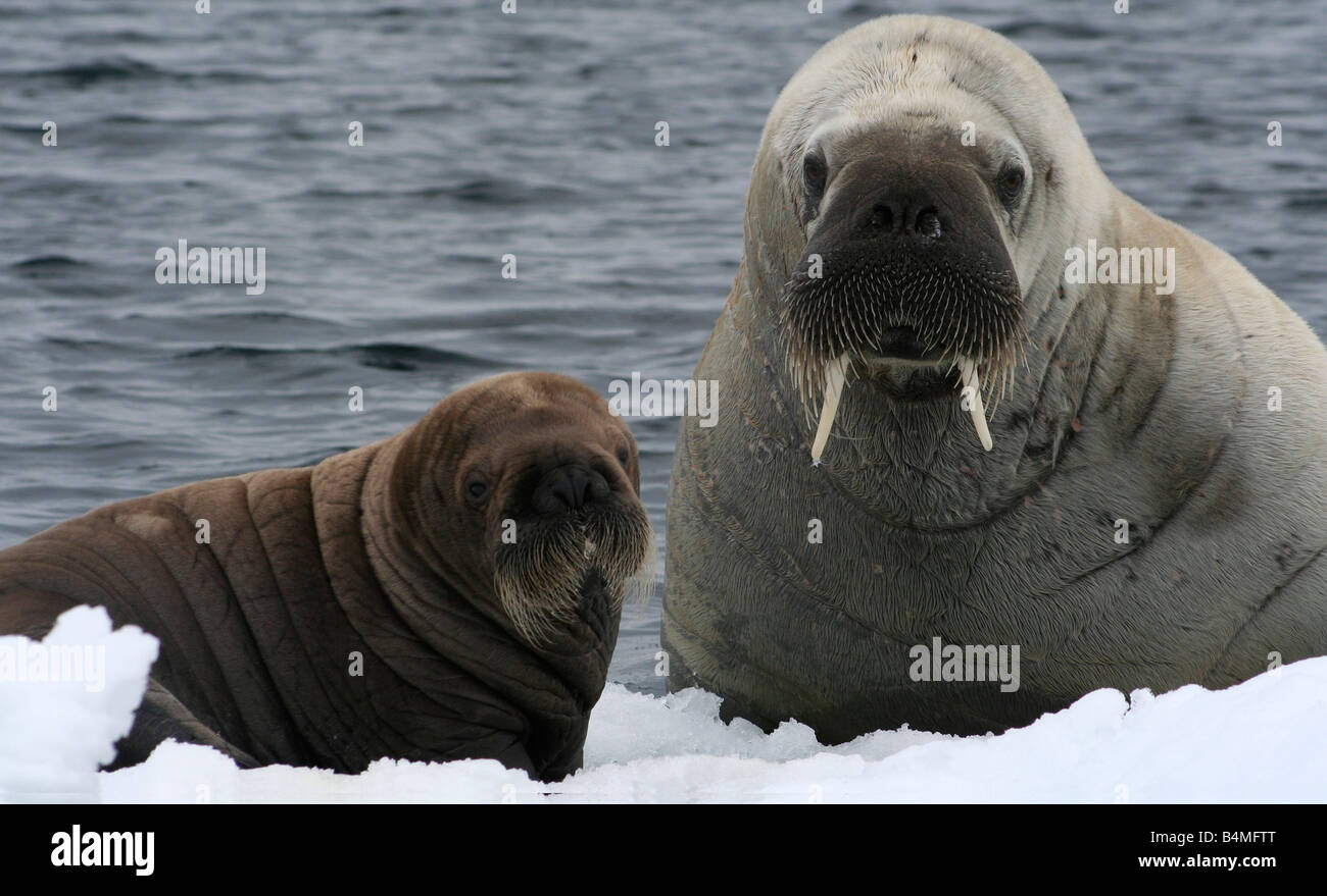 Walrus pup hi-res stock photography and images - Alamy
