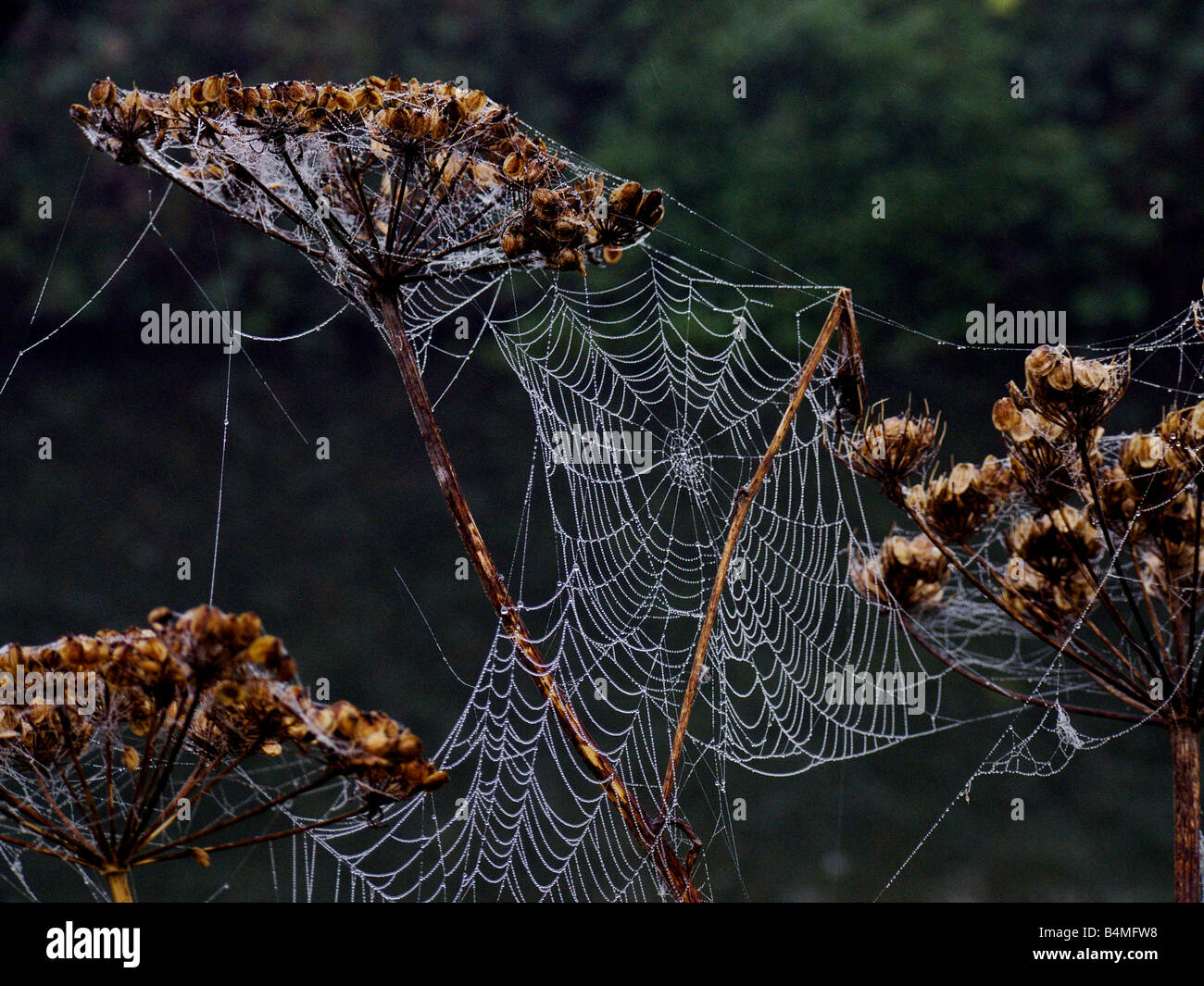 Spiders Web on Plant Stock Photo - Alamy