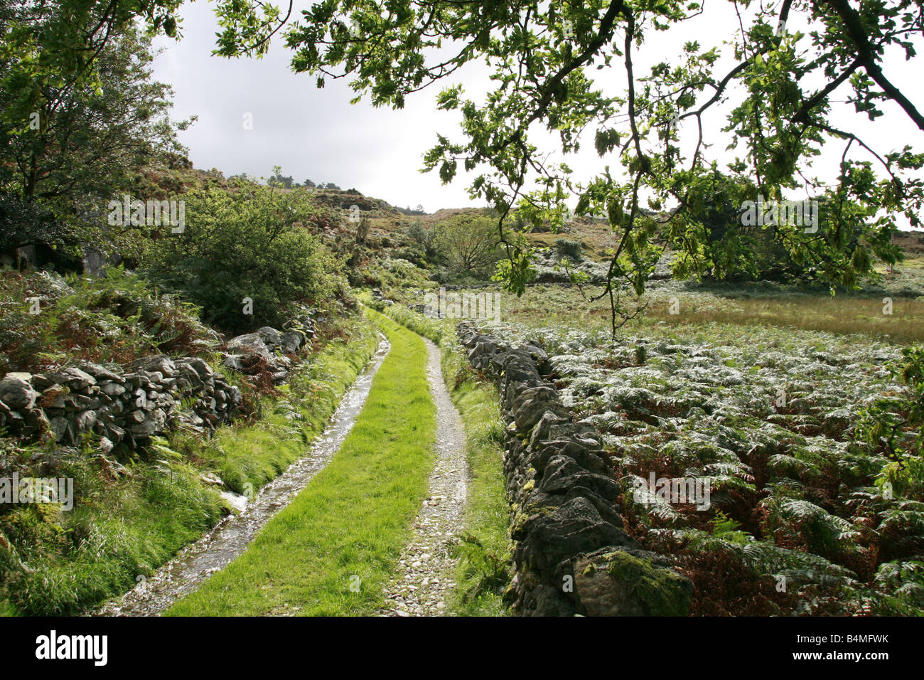 country lane track path and field in rural Wales Stock Photo - Alamy
