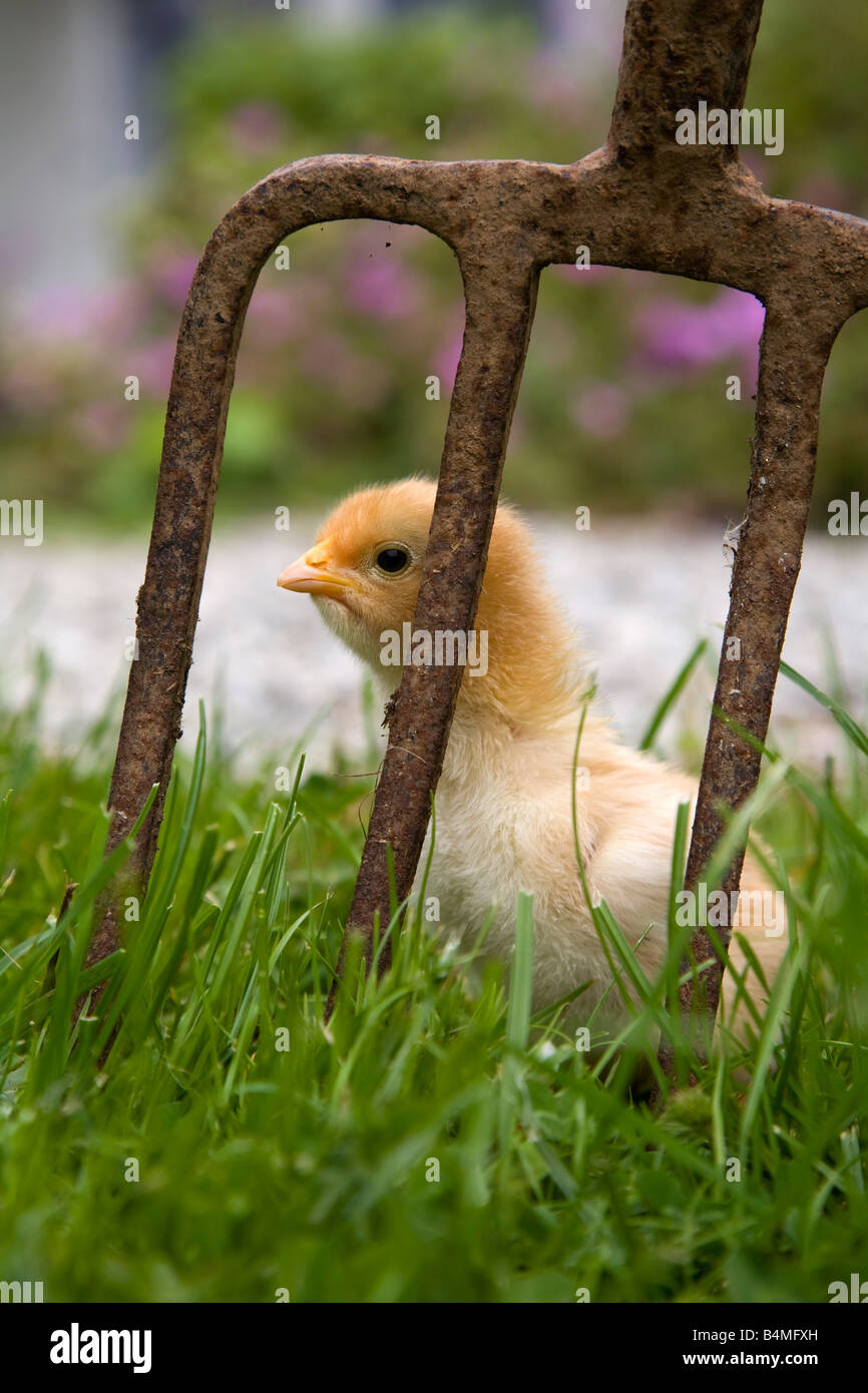 Farm to fork uk hi-res stock photography and images - Alamy