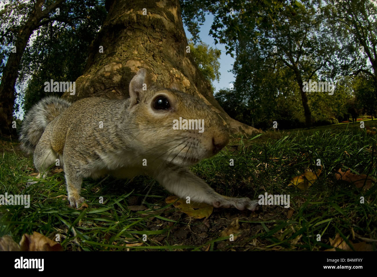 Creeping on the hunt hi-res stock photography and images - Alamy