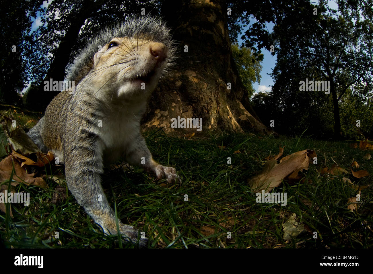 Hunt for nuts hi-res stock photography and images - Alamy