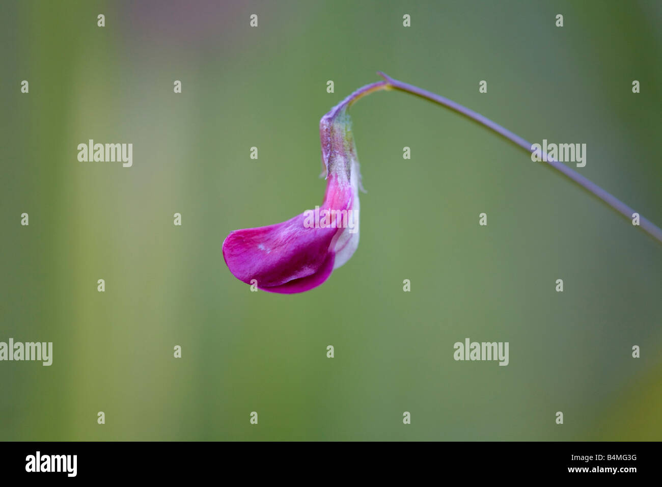 Nissolia hi-res stock photography and images - Alamy