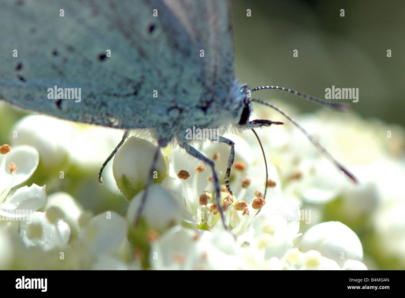 A Common Blue butterfly on a Pyracantha flower Stock Photo - Alamy