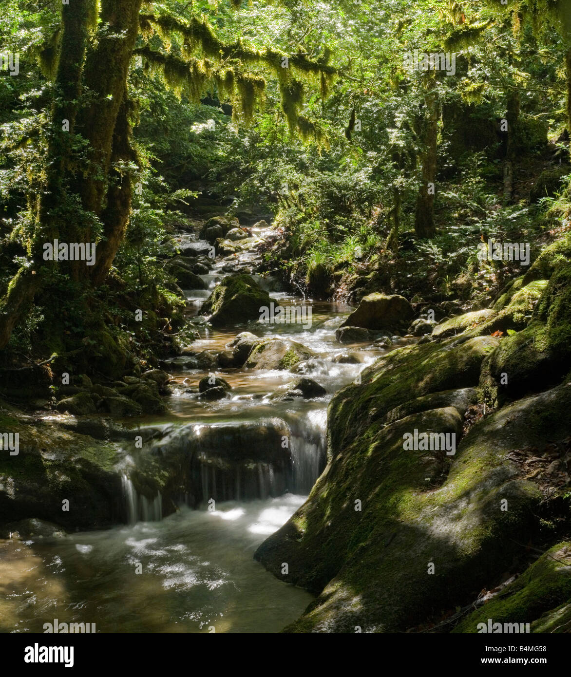Forest wilderness scene Stock Photo - Alamy