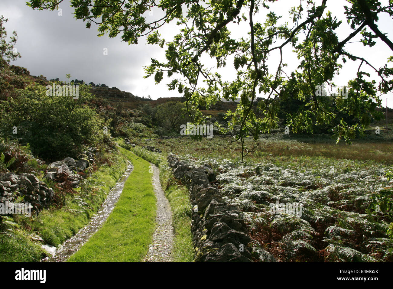 country lane track path and field in rural Wales Stock Photo - Alamy