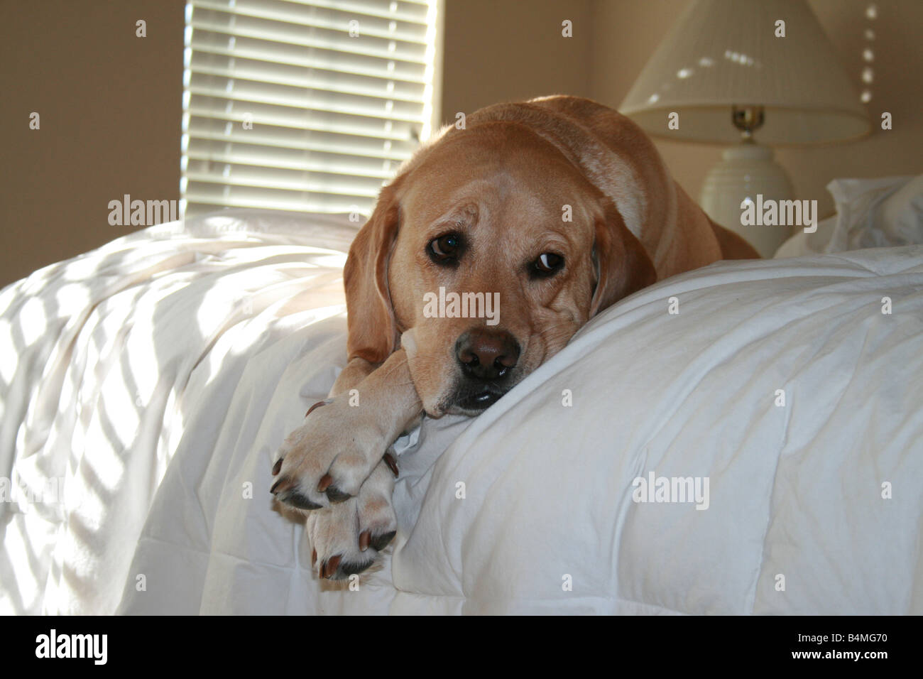 Yellow Labrador resting on bed looking bored Stock Photo - Alamy