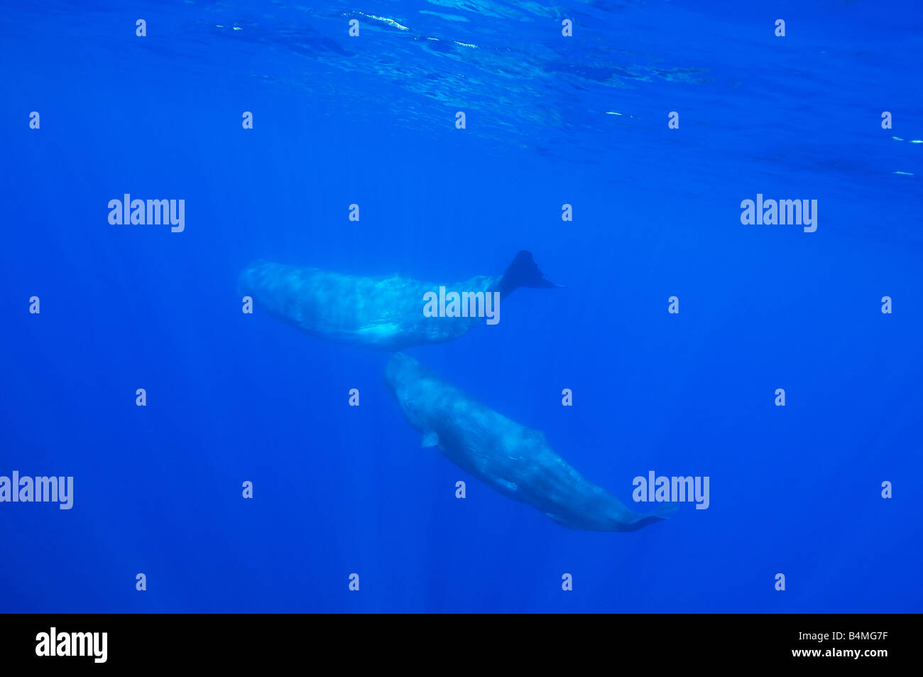 sperm whales, 2 two sperm whales underwater, sperm whale underwater, Physeter catodon, Physeter ...