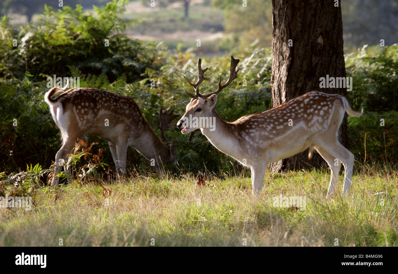 European Fallow Deer, Dama dama Stock Photo - Alamy