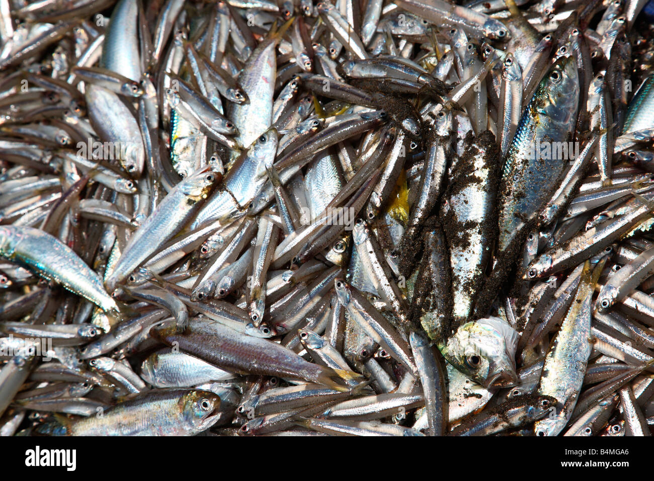 Sardine fish hi-res stock photography and images - Alamy