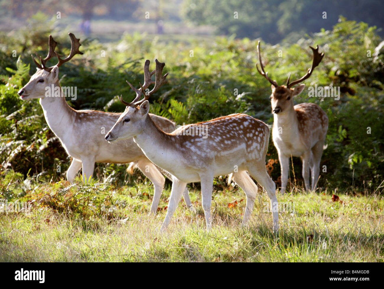 European Fallow Deer, Dama dama Stock Photo - Alamy