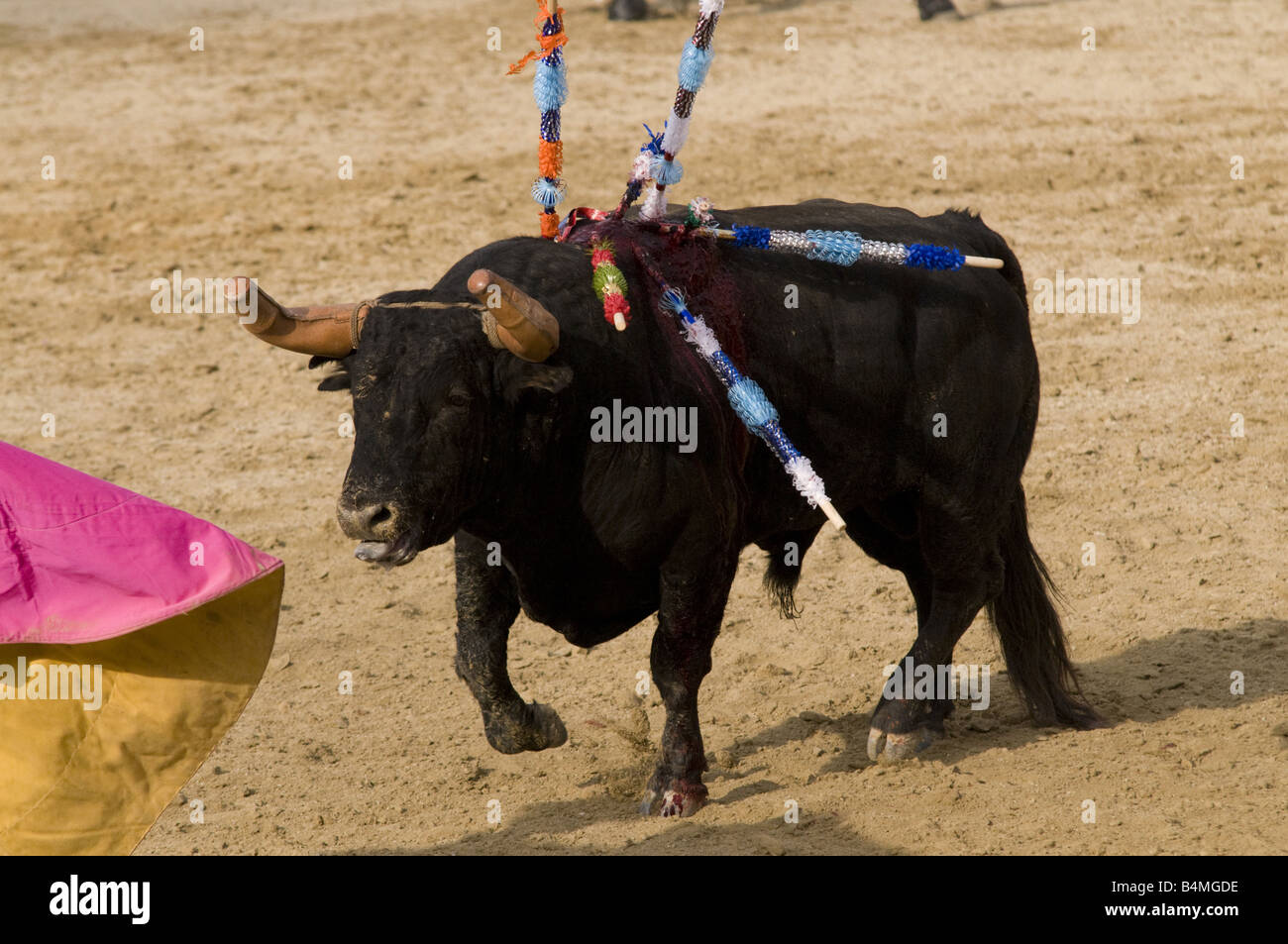 bullfighting in Portugal Stock Photo - Alamy