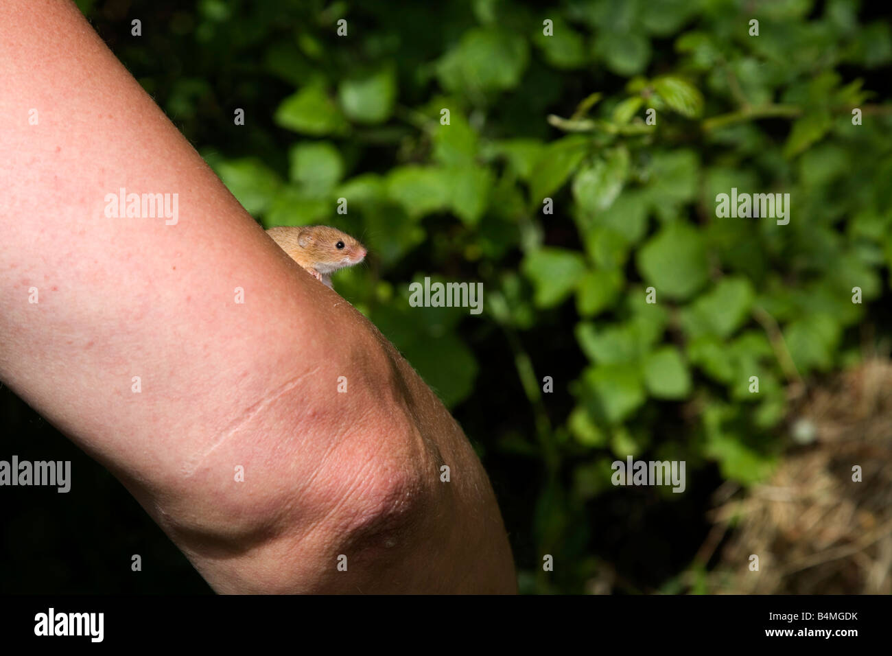 harvest mouse Micromys minutus release from secret world somersetheath ...