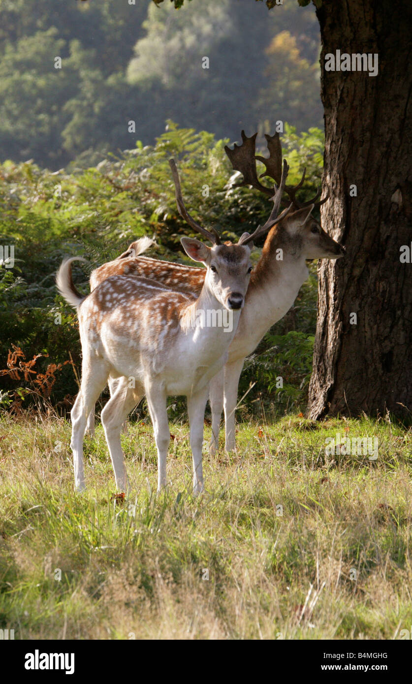 European Fallow Deer, Dama dama Stock Photo - Alamy