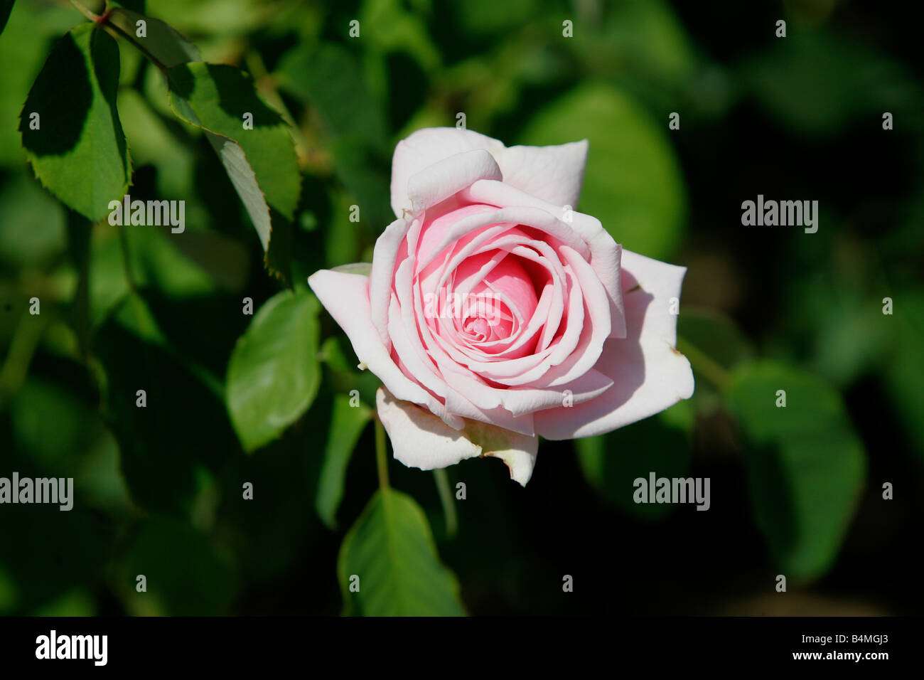 A pretty pale pink tea rose Stock Photo - Alamy
