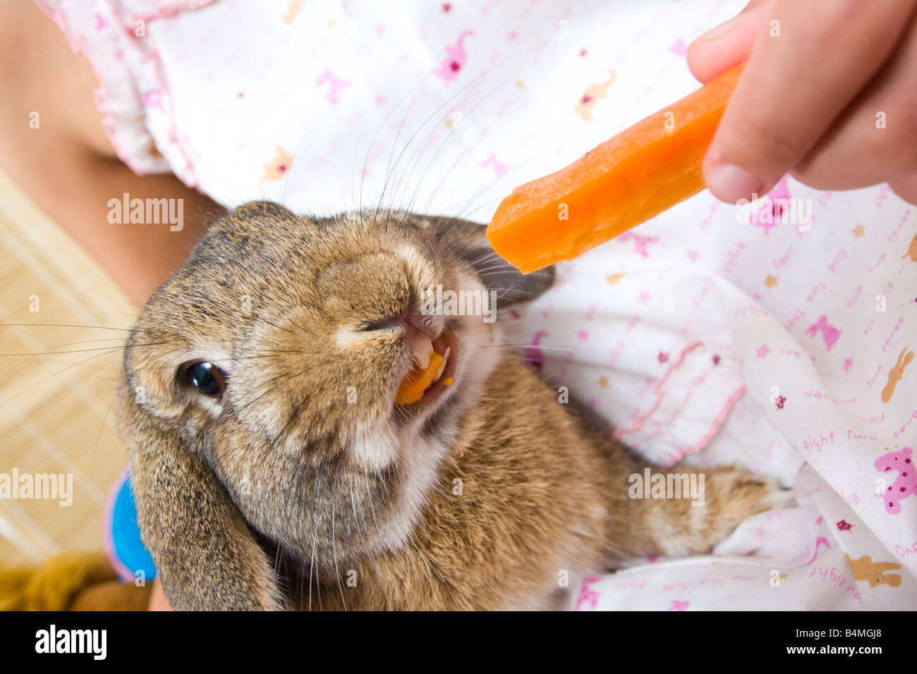 Rabbit and carrot hi-res stock photography and images - Alamy