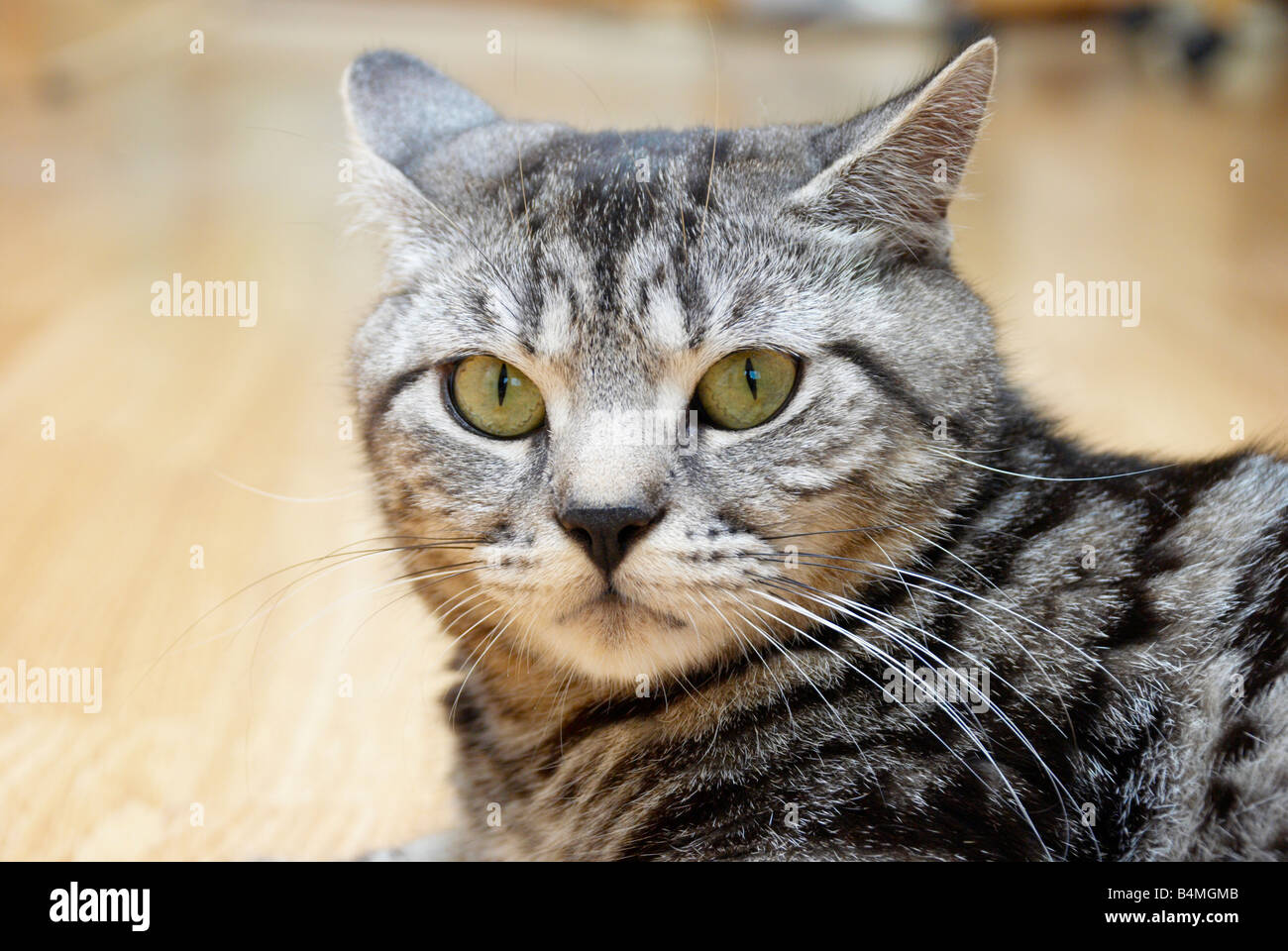 cat sat on a wood floor Stock Photo - Alamy