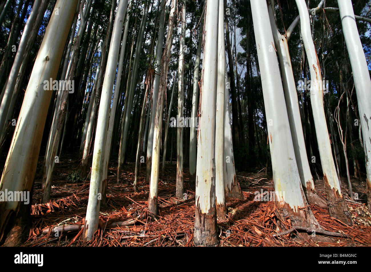Gum Trees Stock Photo - Alamy