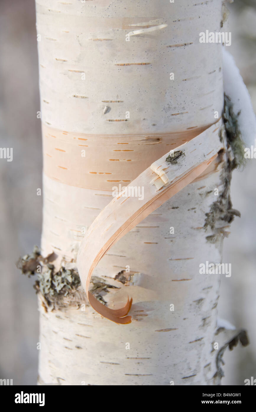 Copper birch tree hi-res stock photography and images - Alamy