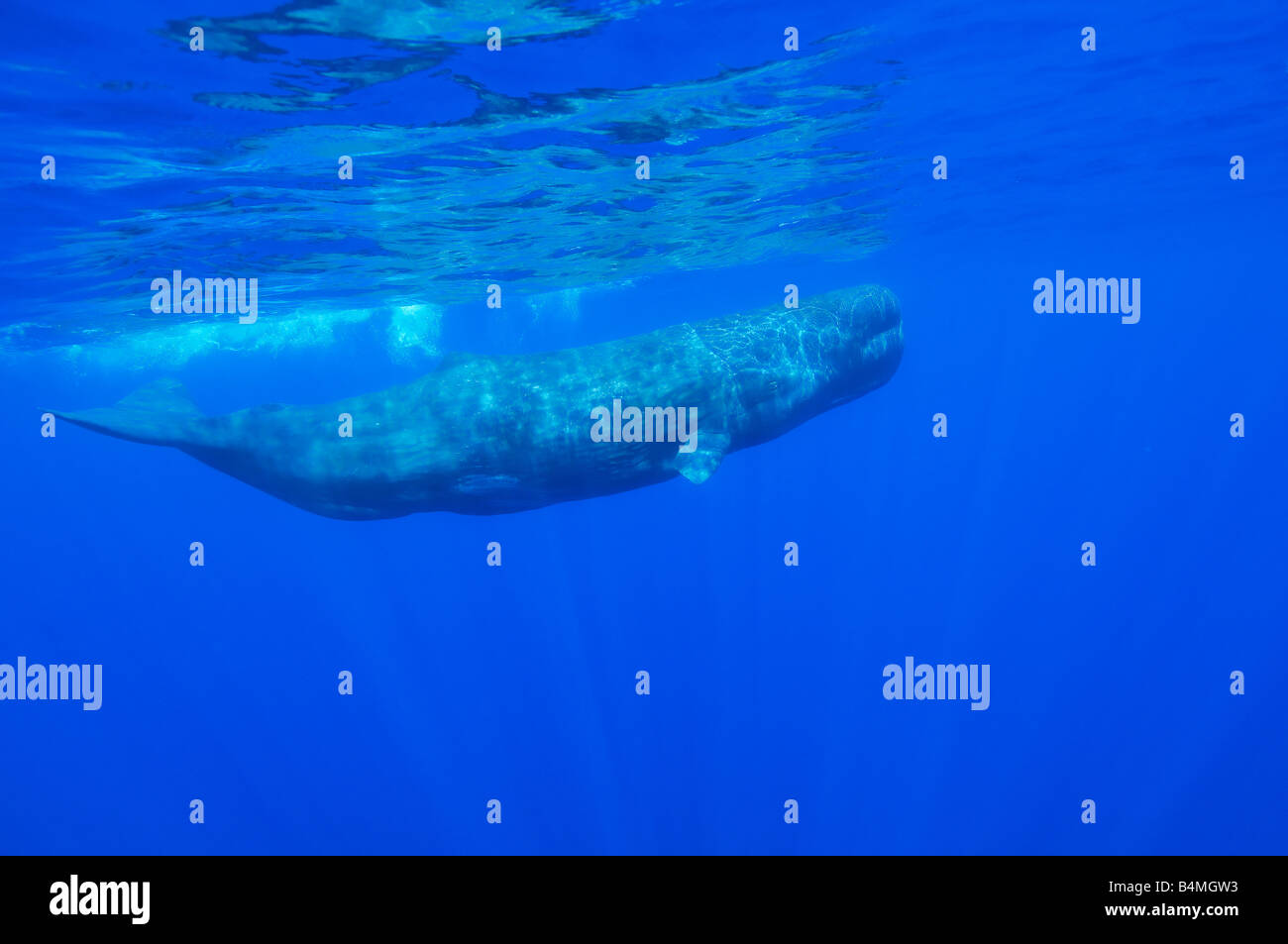 sperm whale underwater, Physeter catodon, Physeter macrocephalus Stock ...