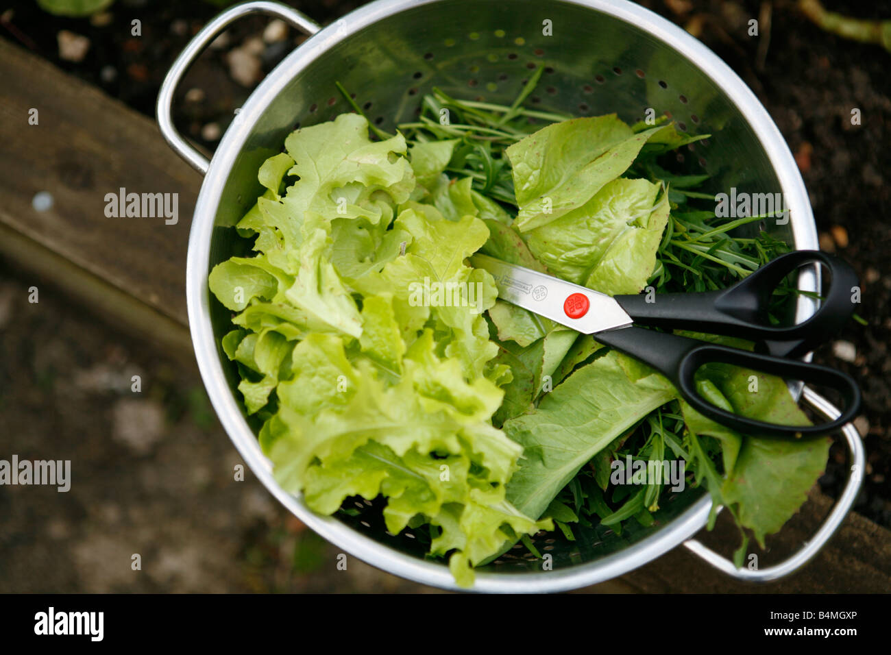 salad and rocket in a colander with scissors Stock Photo - Alamy