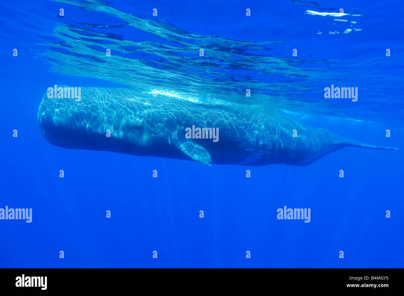 sperm whale, Physeter catodon, Physeter macrocephalus underwater ...