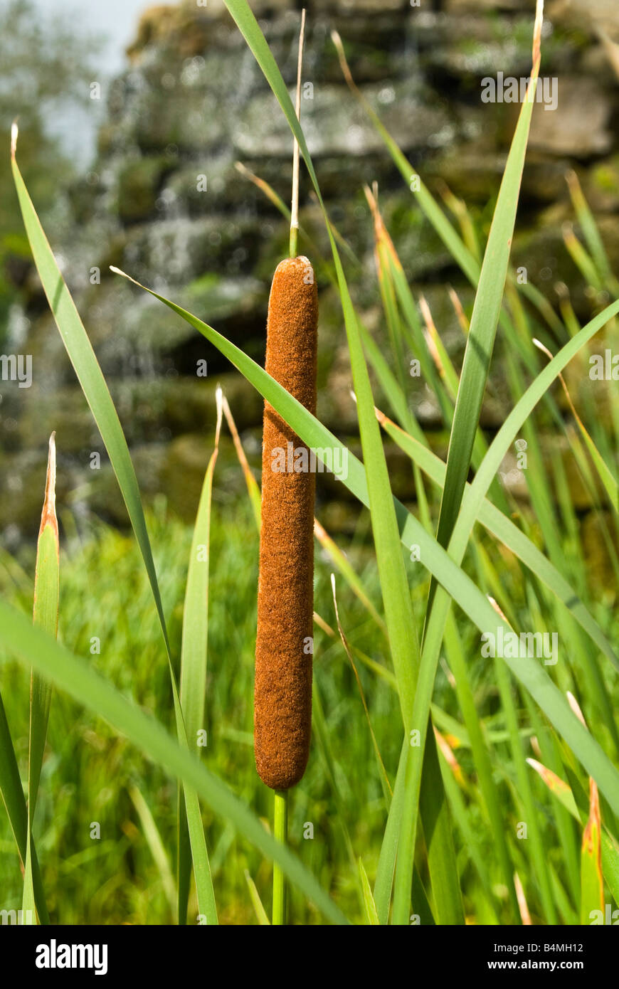 Vertical close up of a bullrush [Typha Latifolia] aka bulrush or ...
