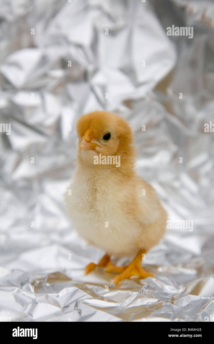 young chick with foil background Stock Photo - Alamy
