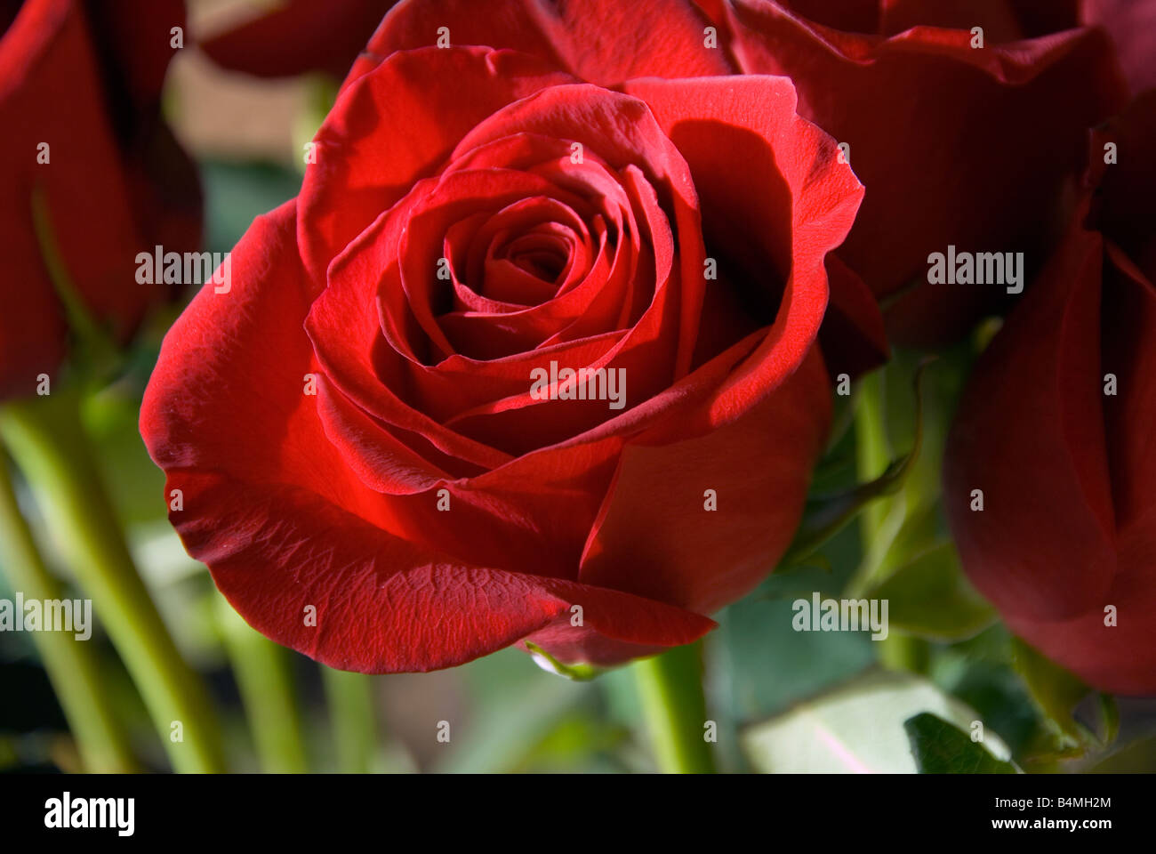 Genus rosa hi-res stock photography and images - Alamy