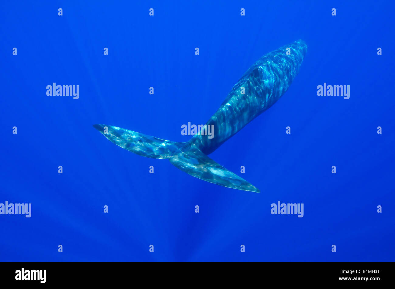 Physeter catodon, Physeter macrocephalus, sperm whale underwater Stock Photo - Alamy