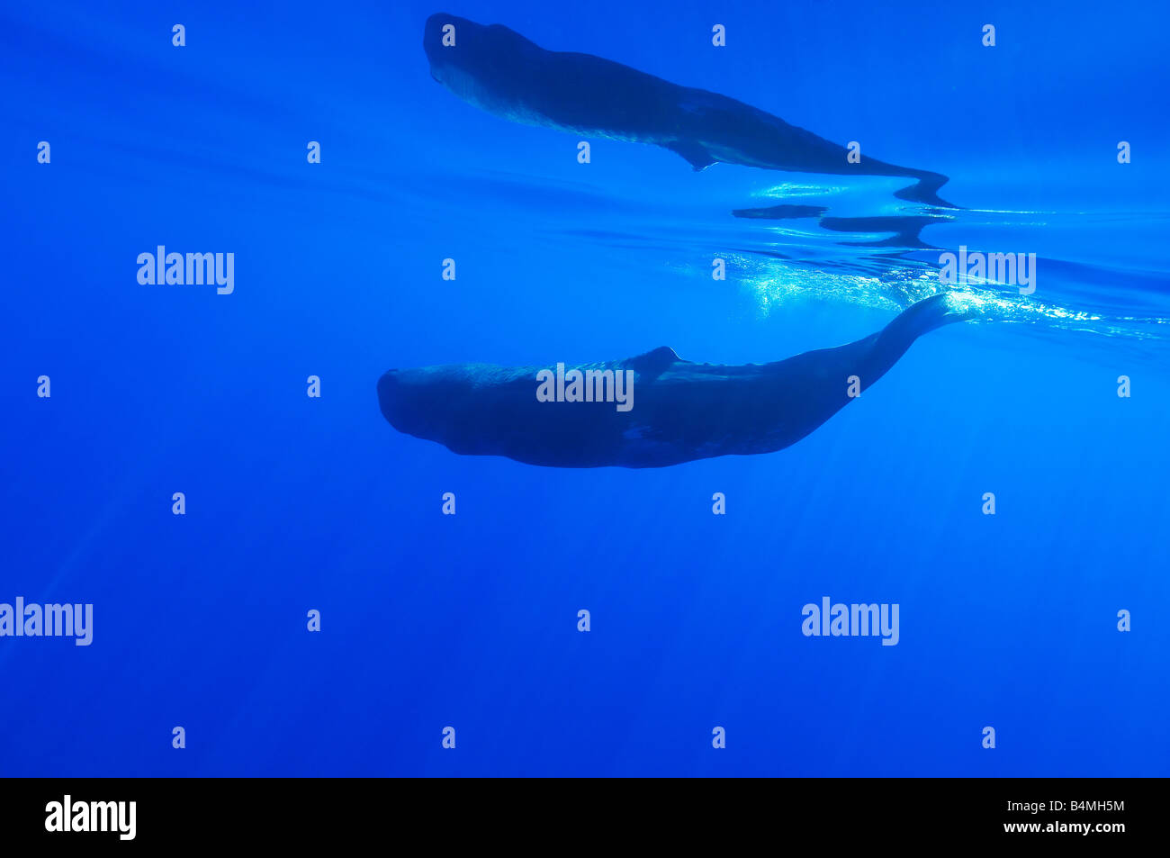 sperm whale underwater, Physeter catodon, Physeter macrocephalus Stock Photo - Alamy