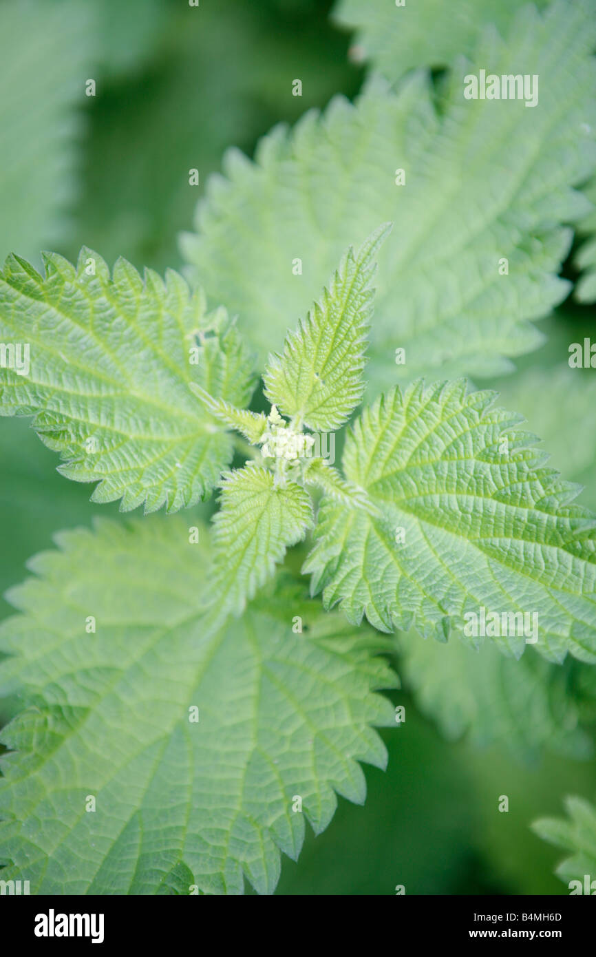 close-up of a nettle Stock Photo - Alamy