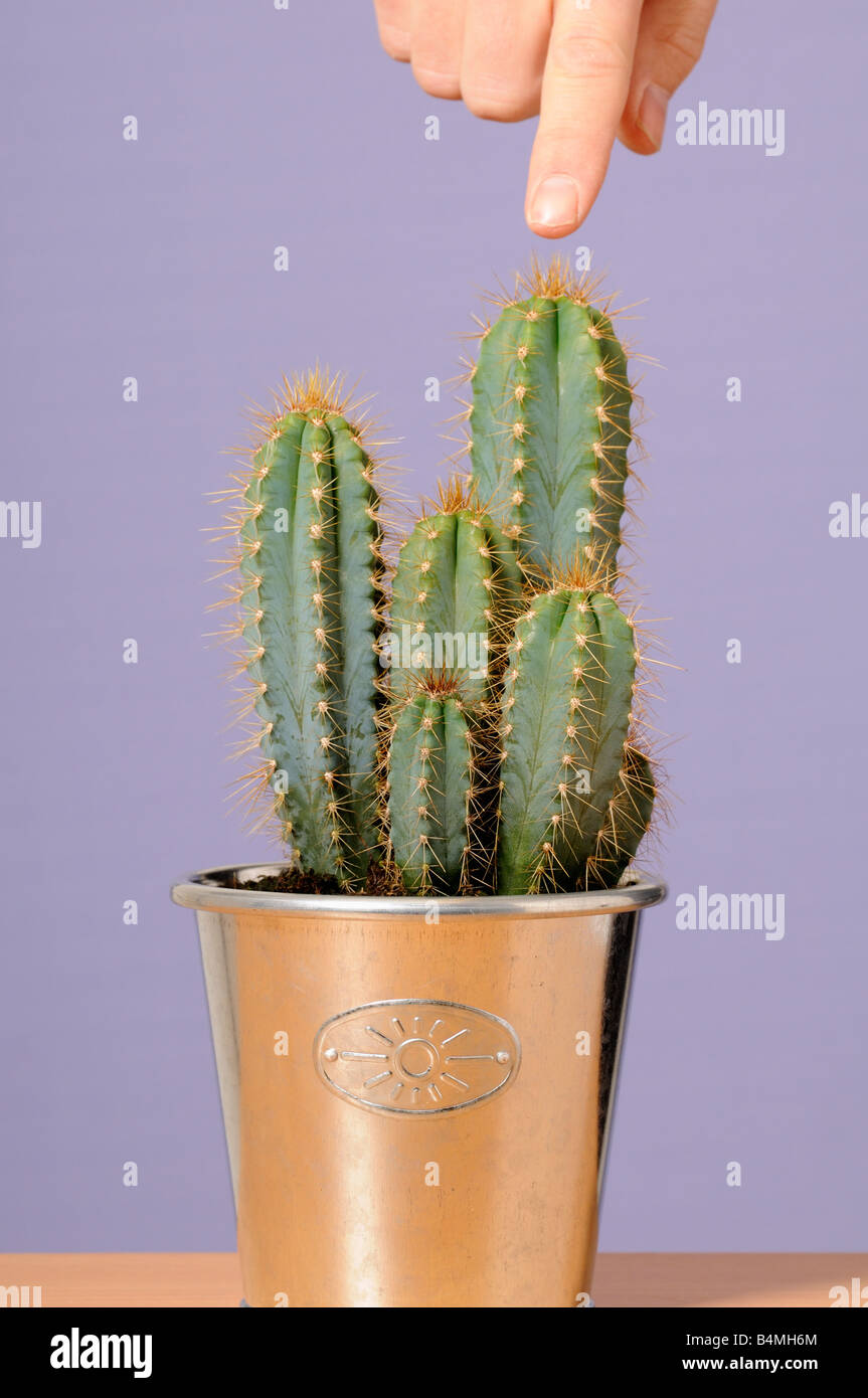 Finger touching cactus hi-res stock photography and images - Alamy