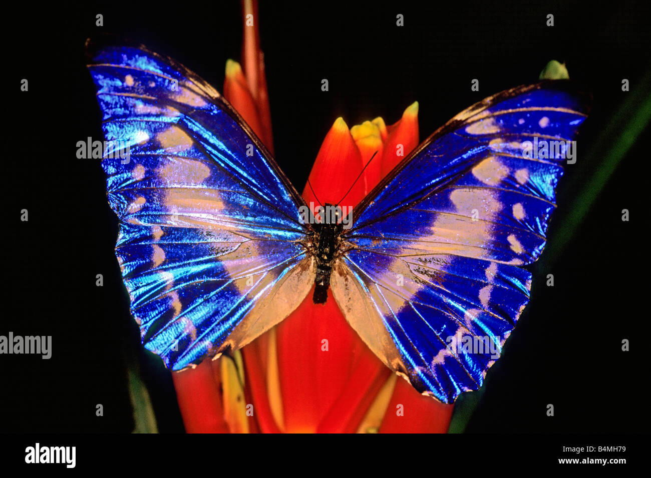 Blue Morpho, Cypris Morpho (Morpho cypris) on flowers Stock Photo - Alamy