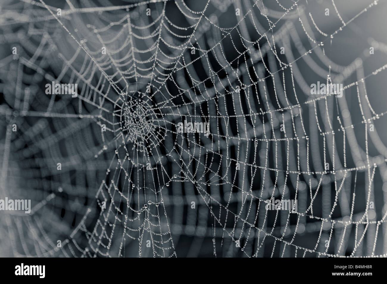 Cobweb hi-res stock photography and images - Alamy
