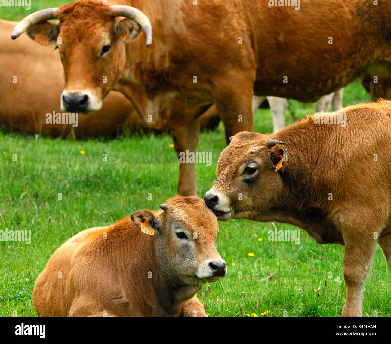 Aubrac calves and mother cow, Aubrac breed Stock Photo - Alamy