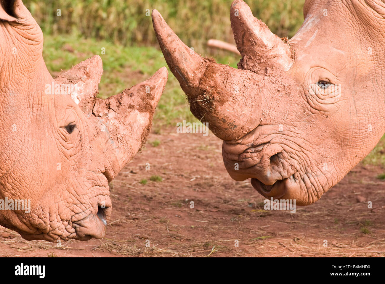 White Rhino confrontation Stock Photo - Alamy