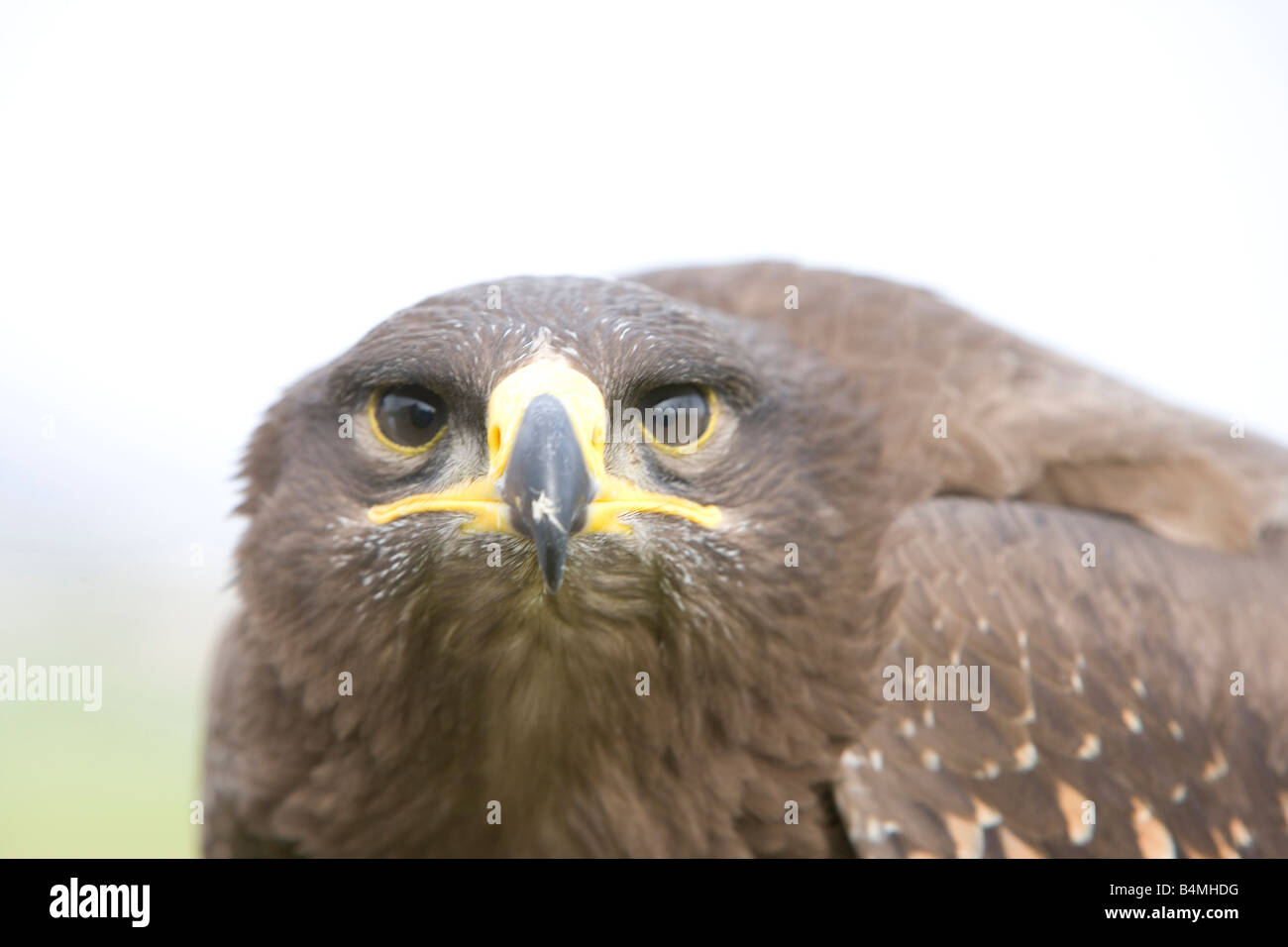 Golden eagle looks in to camera Stock Photo - Alamy