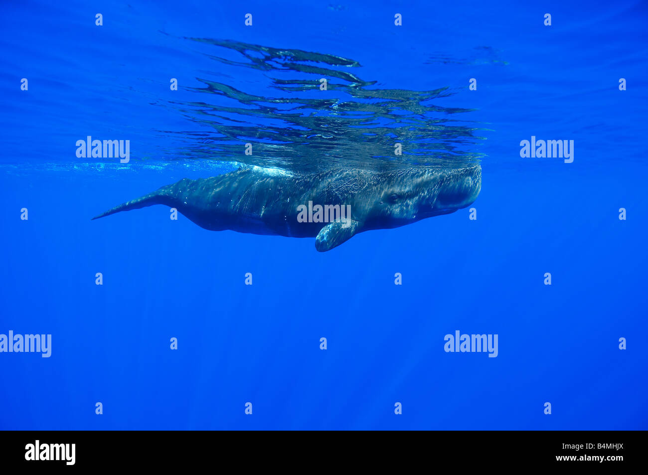 sperm whale underwater, Physeter catodon, Physeter macrocephalus, Azores Stock Photo - Alamy
