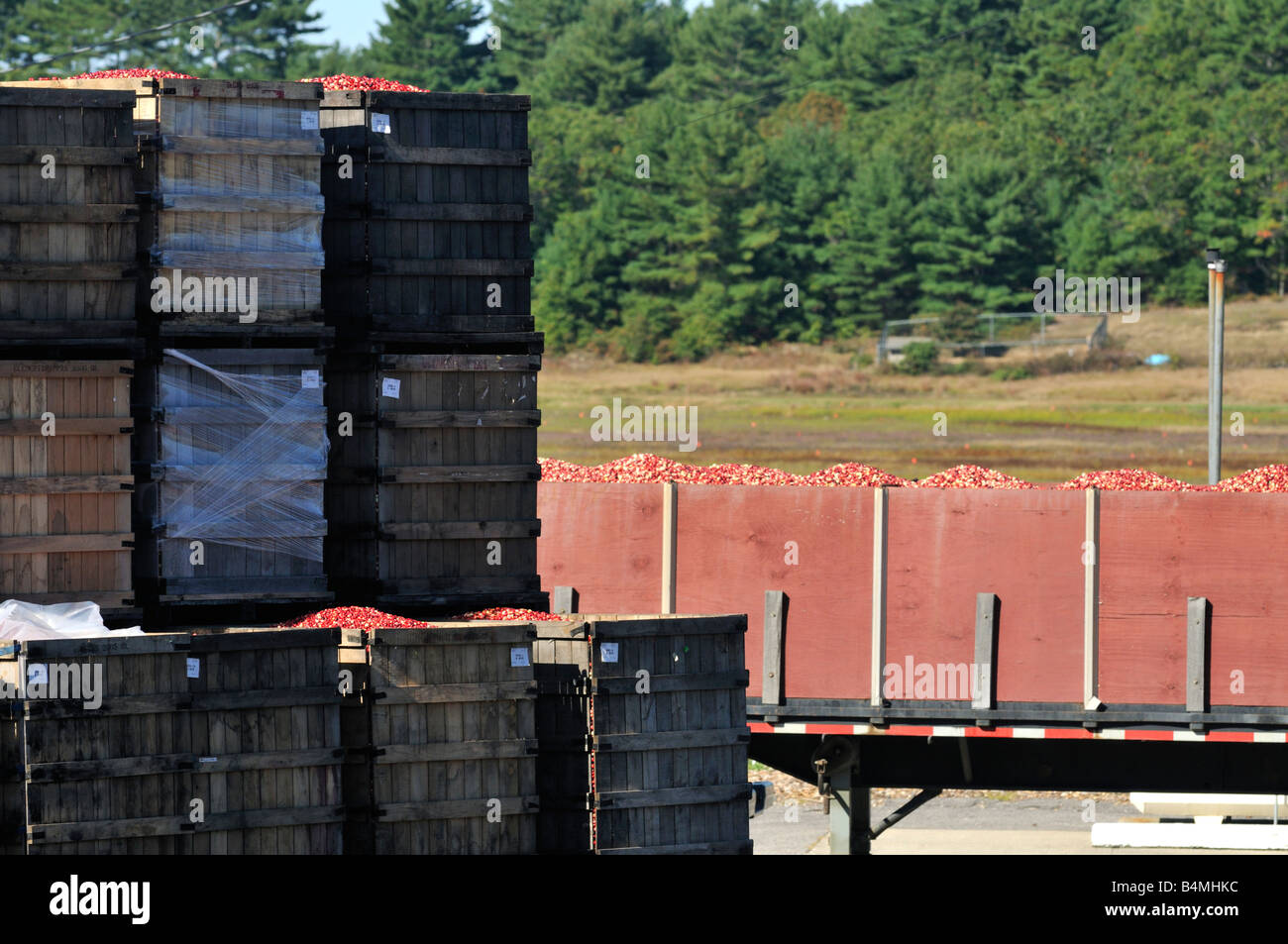 Wood crates and tractor trailer loaded with freshly harvested red ripe ...