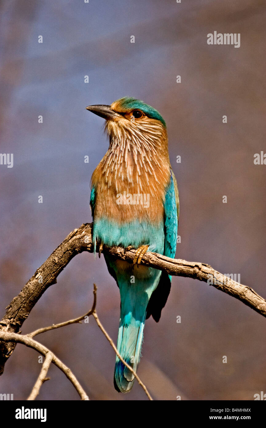 Blue jay indian roller bird hi-res stock photography and images - Alamy