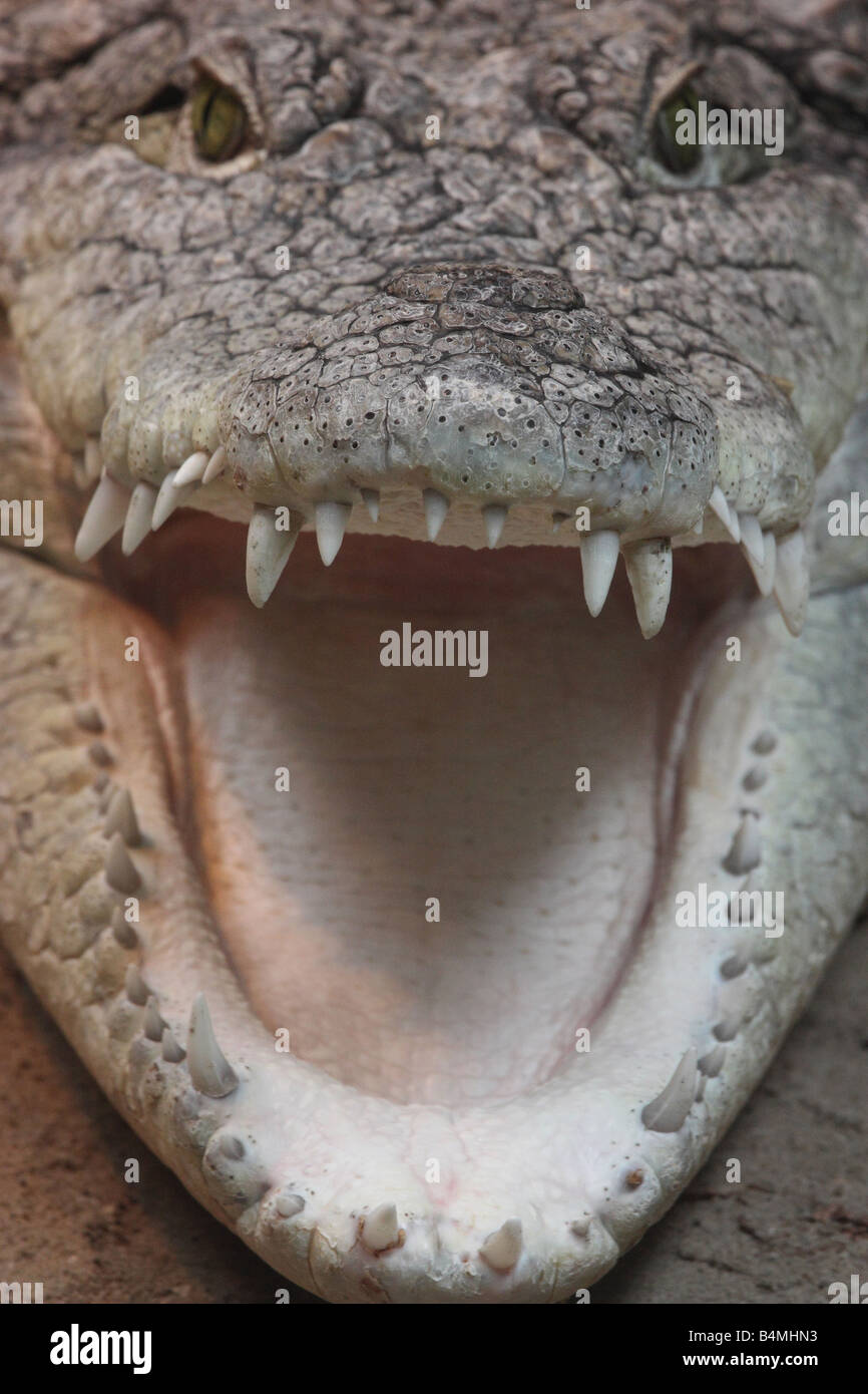 Crocodile jaws hi-res stock photography and images - Alamy