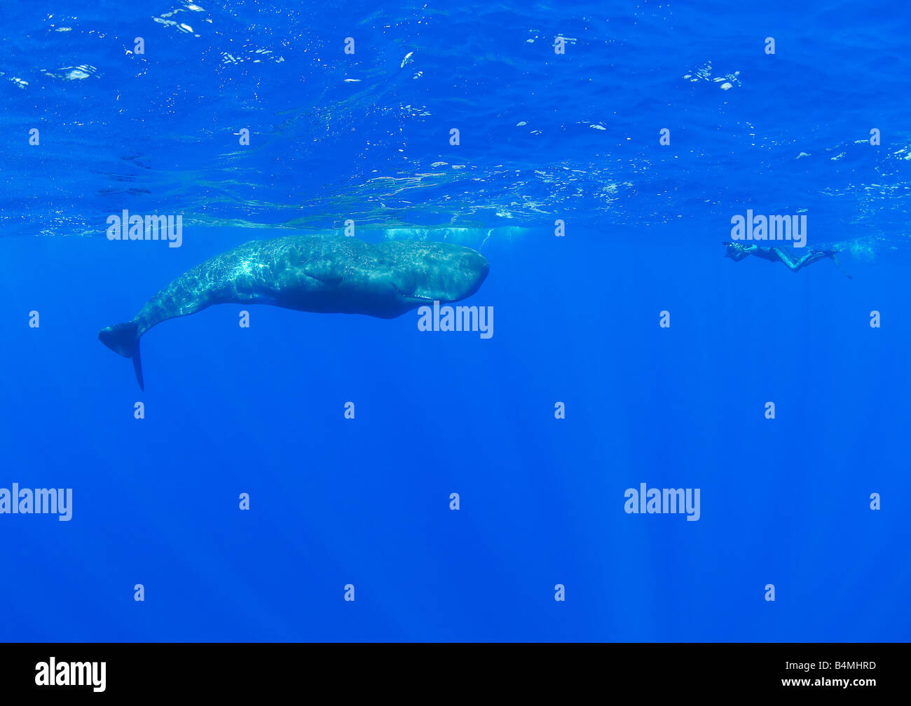 baby sperm whale calf underwater, sperm whale underwater, Physeter catodon, Physeter ...