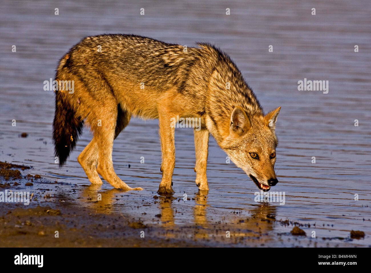Golden Jackal Canis aureus drinking from the blue water of a lake in ...