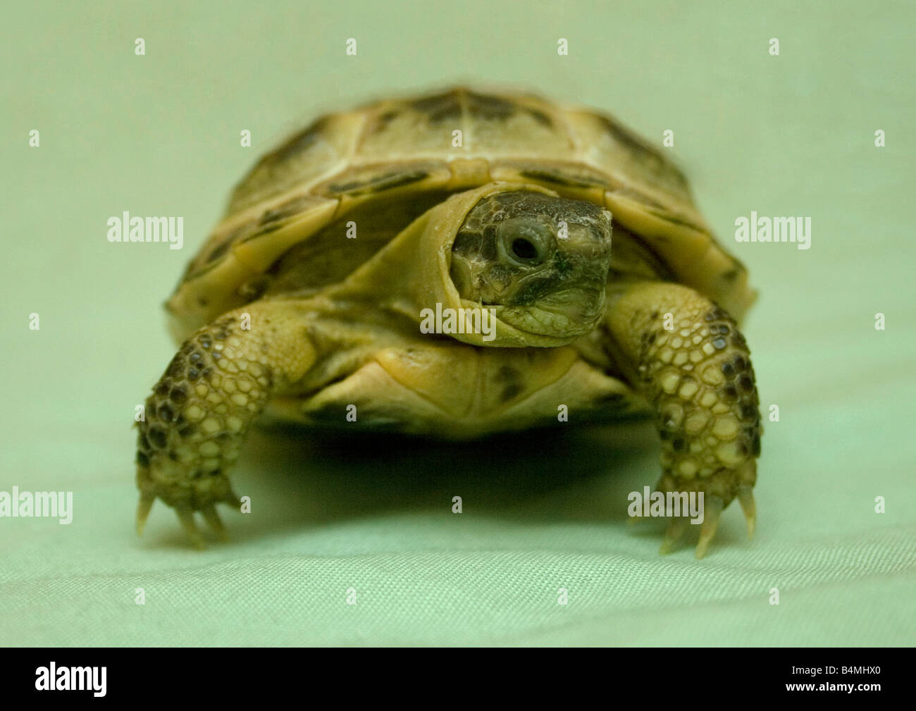 Baby tortoise hi-res stock photography and images - Alamy